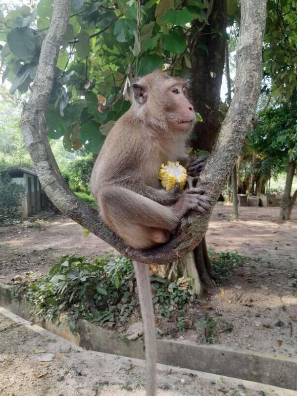 Phuket: James Bond Island by Longtail Boat VIP Group Tour - Additional Details and Practical Tips