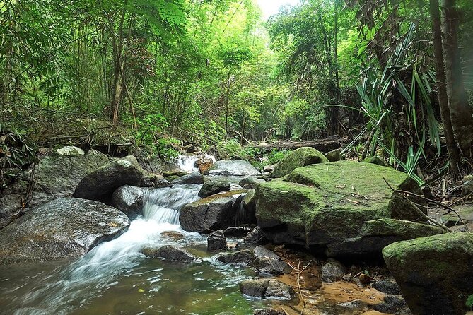 Phuket Jungle Trekking Experience at Khao Phra Taew National Park - The Wildlife and Plant Life You Might See