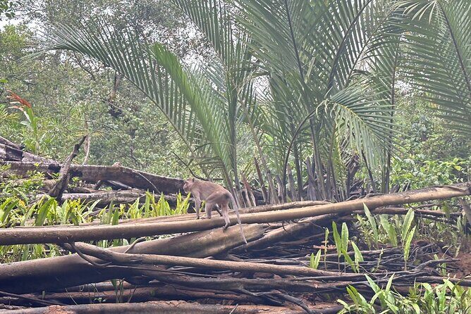 Phuket Jungle Wildlife Canoeing Small Group Tour with Pick up - Authenticity and Experience
