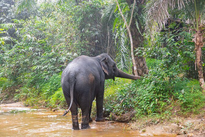 Phuket Jungle Wildlife Canoeing Small Group Tour with Pick up - Who Will Love This Tour?