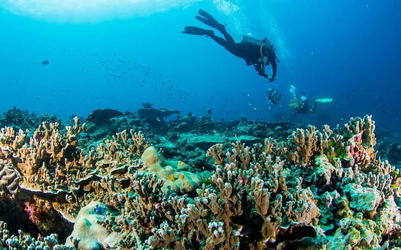 Phuket/Khao Lak: Similan Island Adventure Tour - What Travelers Are Saying