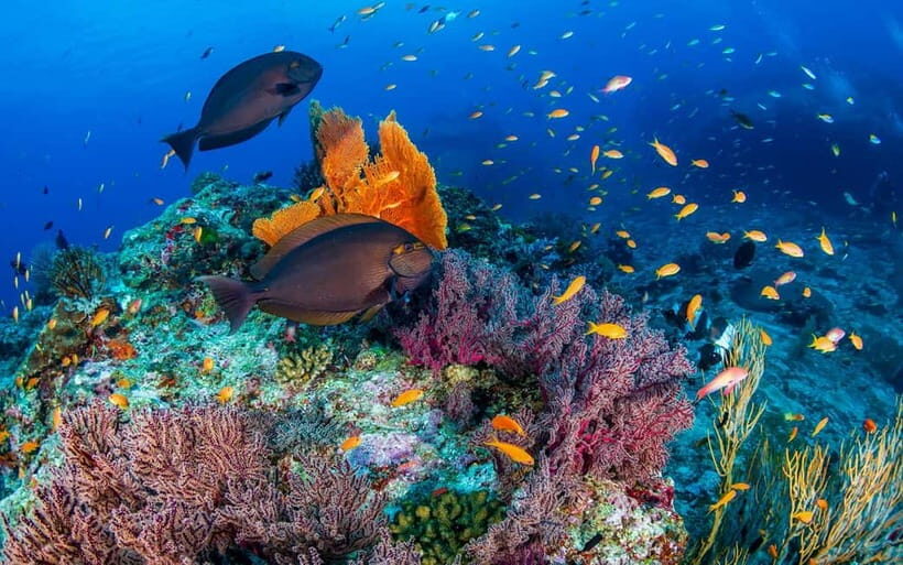 Phuket/Khao Lak: Similan Island Adventure Tour - The Bottom Line: Who Is This Tour For?
