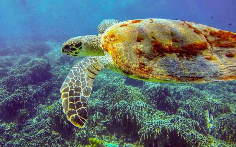 Phuket/Khao Lak: Similan Island Adventure Tour - Frequently Asked Questions