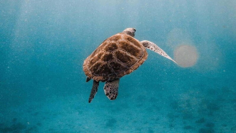 Phuket/Khao Lak: Similan Islands Catamaran Trip with Lunch - What the Reviews Tell Us