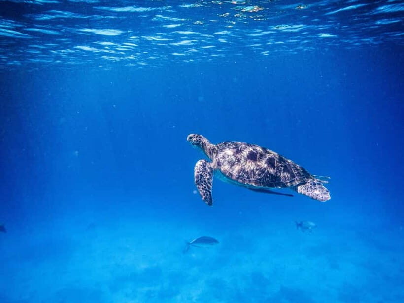 Phuket/Khao Lak: Similan Royal Day Trip by Speed Catamaran - The Itinerary in Detail: What to Expect