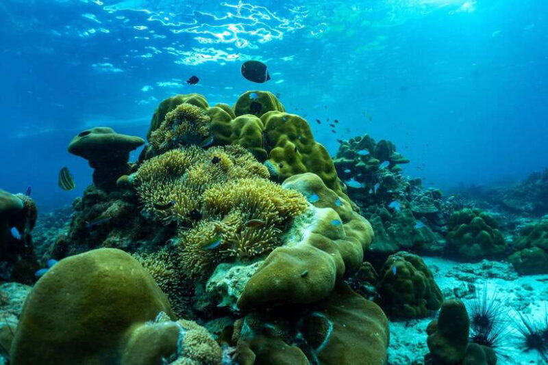 Phuket/Khao Lak: Snorkeling Trip to Phi Phi & Bamboo Islands - FAQ