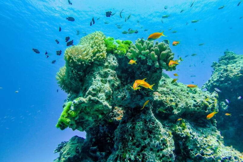 Phuket/Khao Lak: Speedboat Snorkel Tour to Similan Islands - The Value Proposition