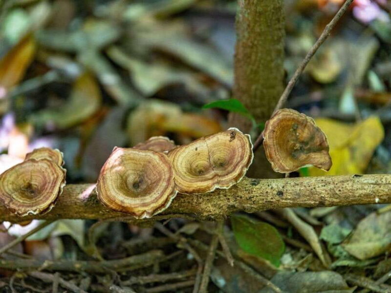 Phuket: Khao Sok 3 Day 2 Night Adventure Escape with 7 Meals - What’s Included and What’s Not