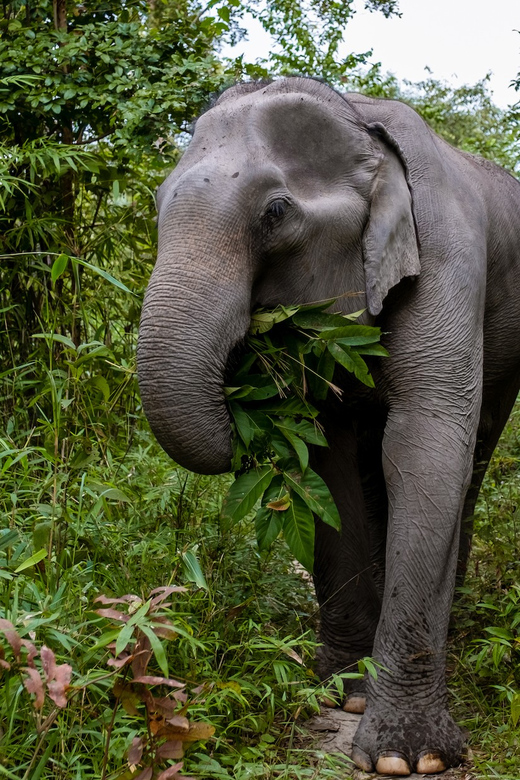 Phuket: KhaoLak Thai Food Cooking Class & ATV Adventure Tour - Final Thoughts