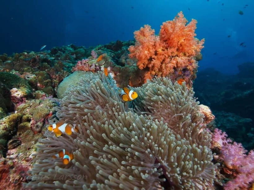 Phuket: Koh Rok and Koh Ha Day Trip (Best of Marine Park) - What’s Not Included or Allowed