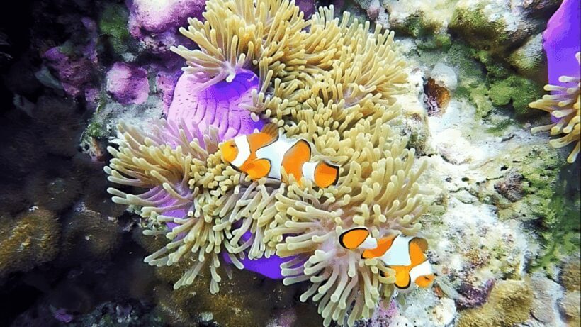 Phuket: Koh Rok and Koh Haa Islands (Queen of Andaman) - Key Points
