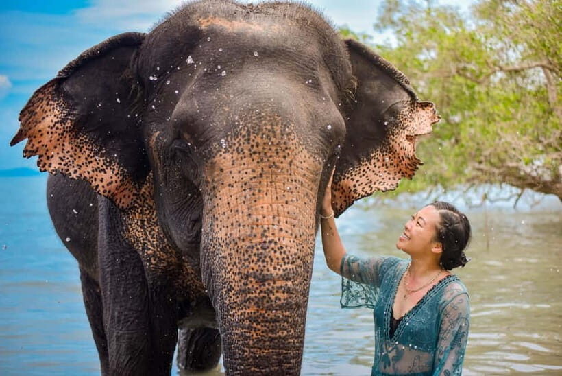 Phuket: Lily Elephant Half day Trip on the Beach with lunch - Introduction: Why This Elephant Tour Might Be Your Best Bet in Phuket
