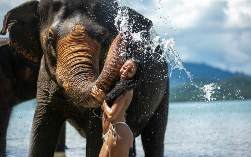 Phuket: Lily Elephant Half day Trip on the Beach with lunch - Who Will Love This Tour?