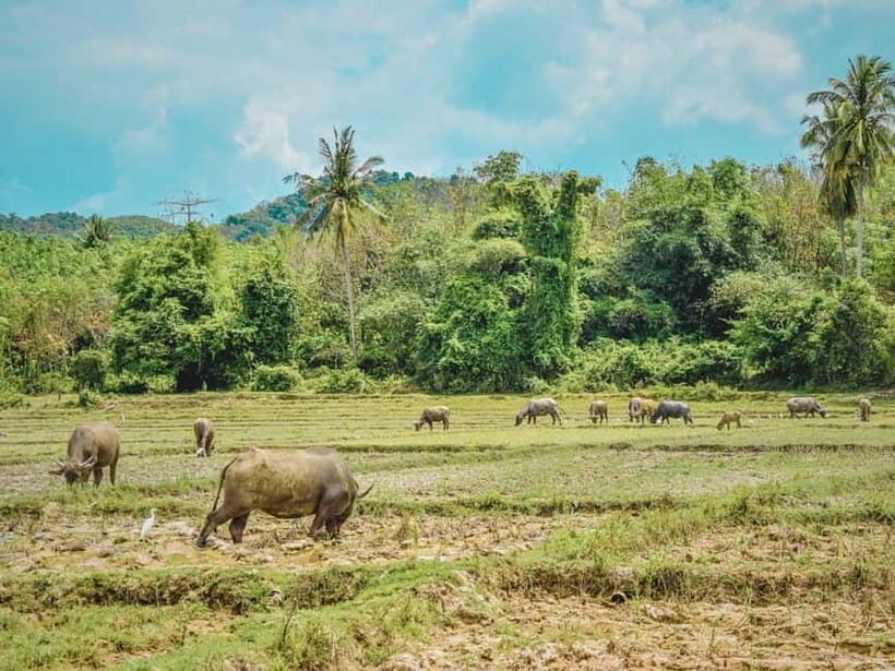 Phuket : Luxury Boat to Naka Island & Koh Yao Culture Tour - Frequently Asked Questions