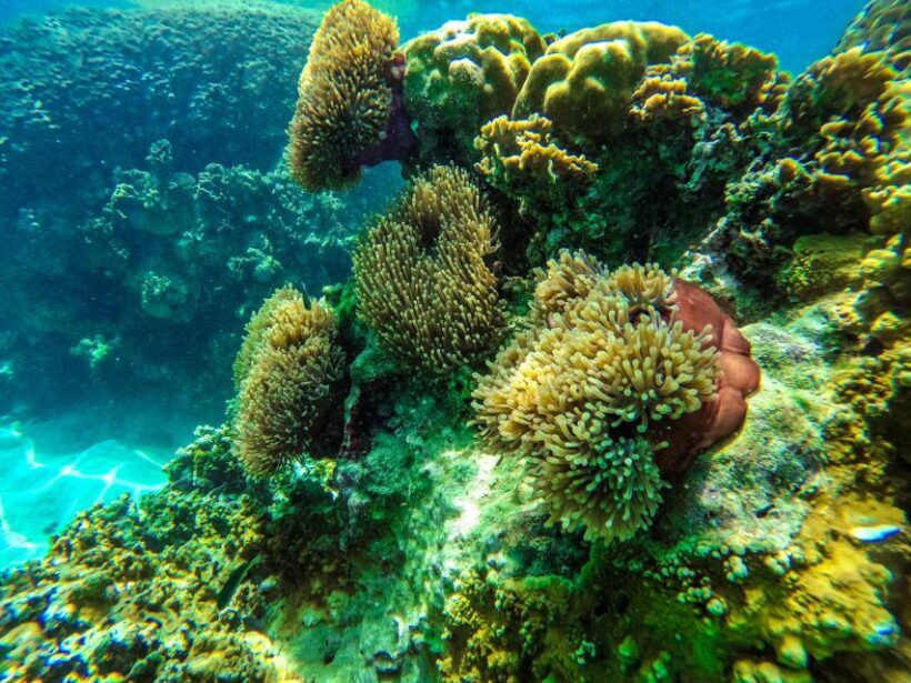 Phuket: Maya Beach, Bamboo Island, & Phi Phi Islands Tour - FAQ