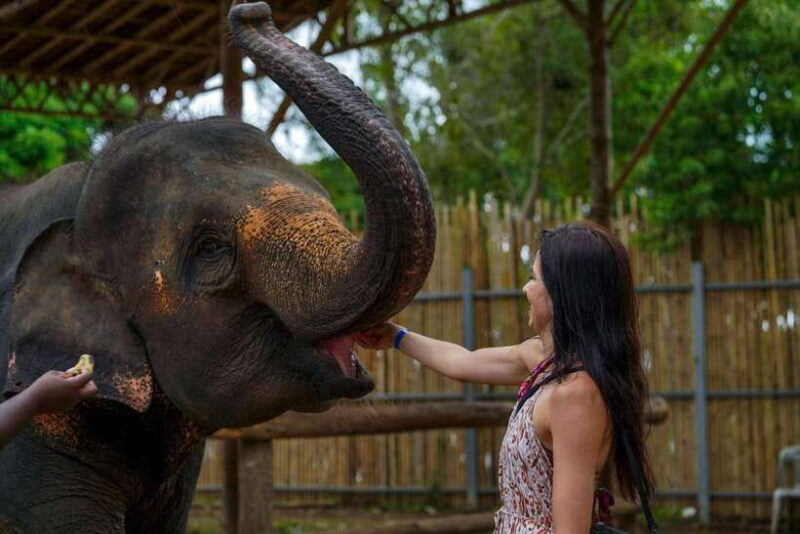 Phuket: Meet Feed & Relax with Elephant - Who Should Consider This Tour?