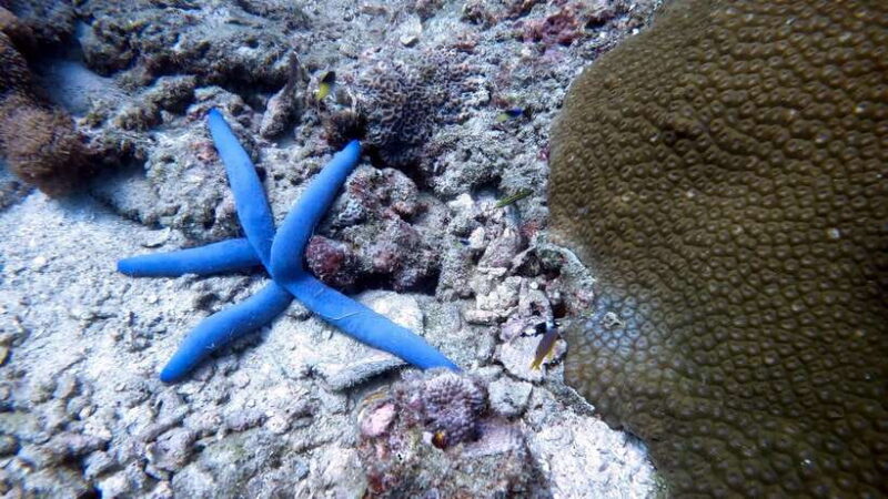 Phuket: Night Dive with Coral Reef from The G Beach Club - Is It Worth the Price?