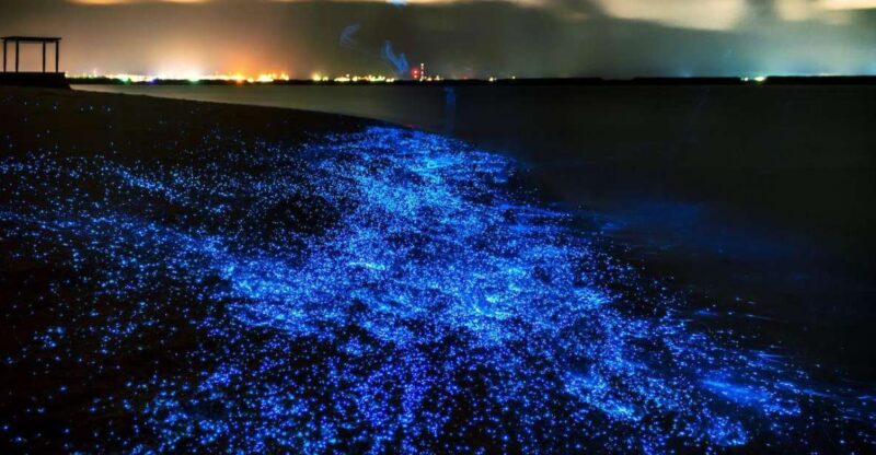 Phuket: Phang Nga Bay Bioluminescent Plankton and Sea Canoes - Frequently Asked Questions