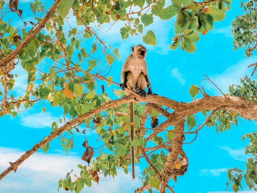 Phuket: Phi Phi & Bamboo Island Day Trip with Buffet Lunch - FAQ