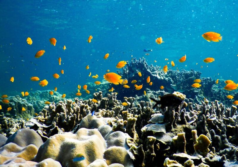 Phuket: Phi Phi Island Hopping Day Trip by Speed Boat - The Sum Up