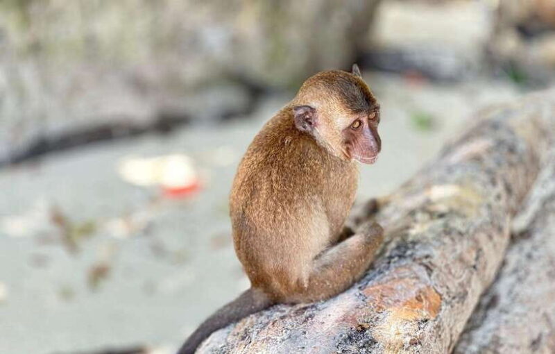 Phuket: Phi Phi Islands and Maya Bay Day Trip with Lunch - Transportation and Logistics