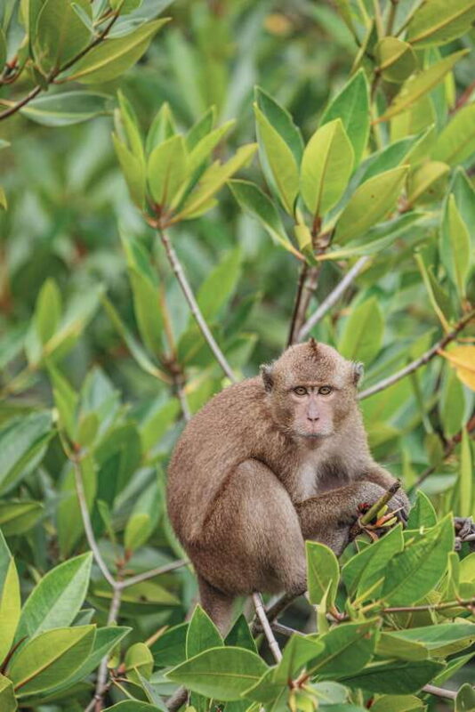 Phuket: Phi Phi Islands & Khai Island Premium Day Tour - FAQ