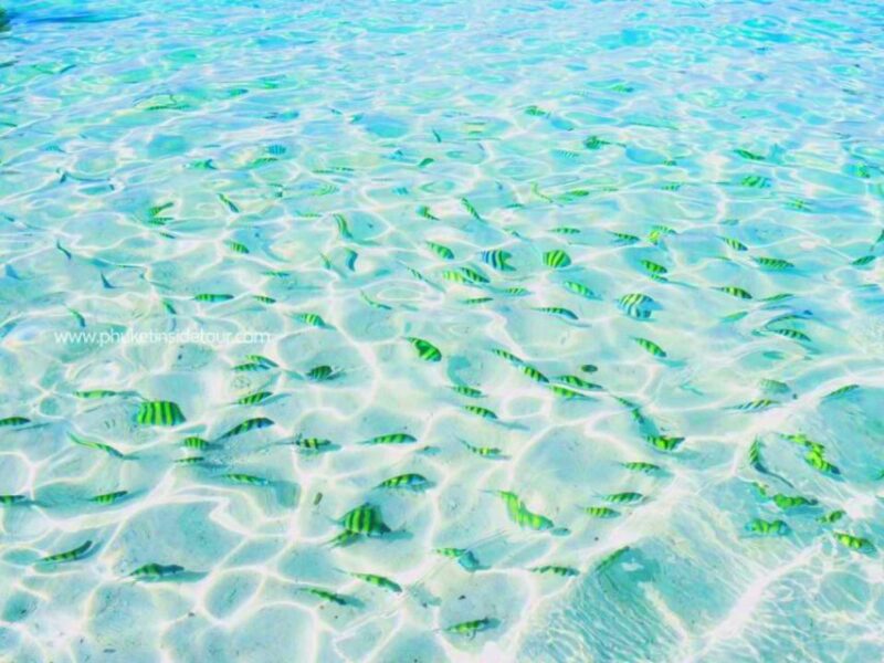 Phuket: Phi Phi & Khai Island Private Speedboat Charter Tour - Key Points