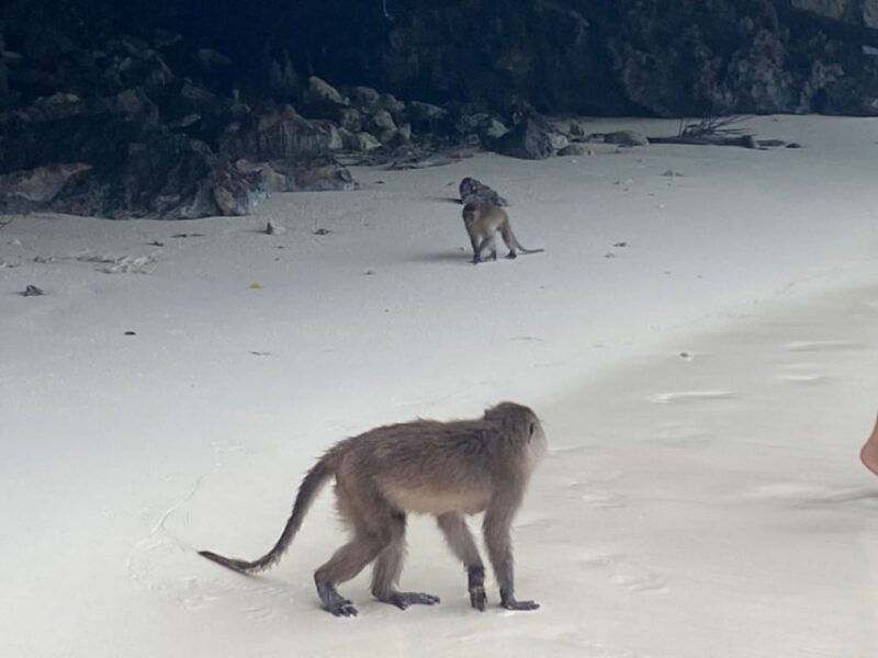 Phuket: Phi Phi & Khai Island Private Speedboat Charter Tour - Who Would Love This Tour?