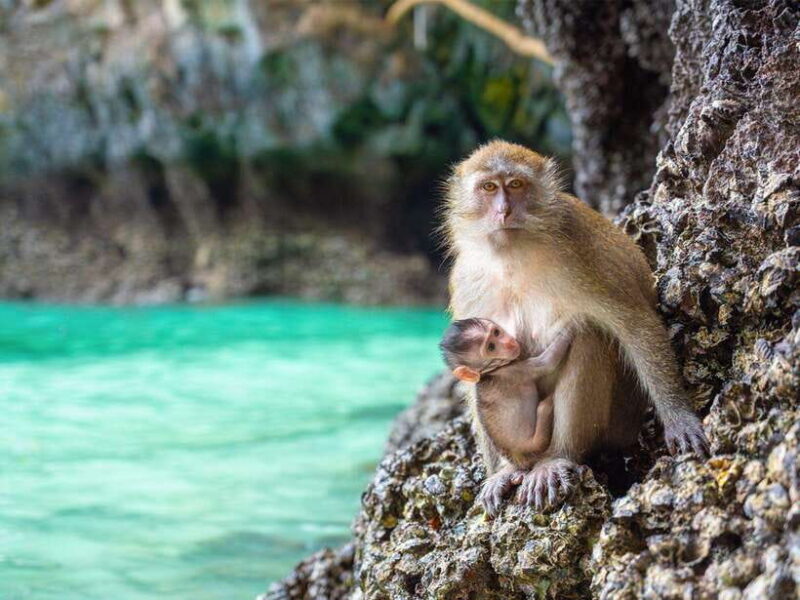 Phuket: Phi Phi, Maya and Khai Or Bamboo Island by Catamaran - Who Would Enjoy This Tour?