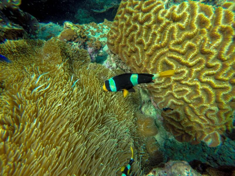 Phuket: Phi Phi Sunrise Boat Tour to Bamboo and Khai Island - Who Will Love This Tour?