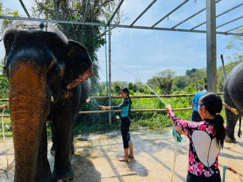 Phuket: Phuket Elephant Care Sanctuary ECO Tour - Final Thoughts