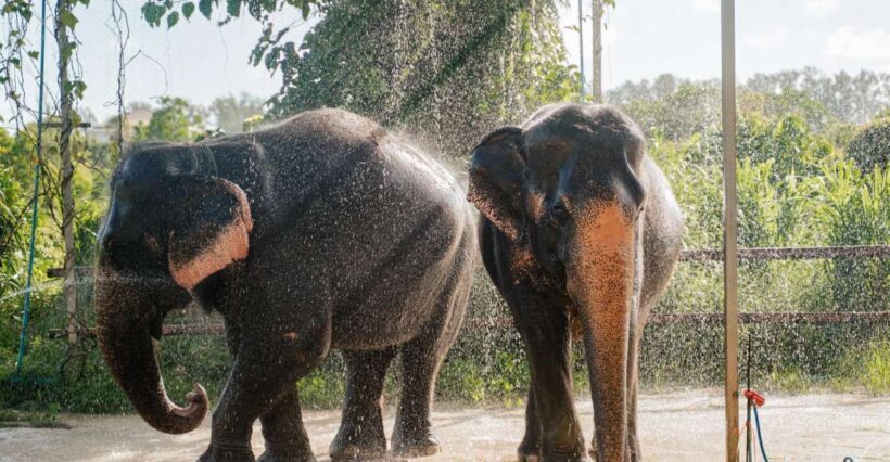 Phuket: Phuket Elephant Care Sanctuary ECO Tour - FAQ