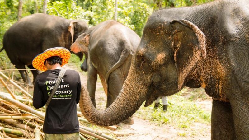 Phuket: Phuket Elephant Sanctuary, Wat Chalong & more - The Sum Up: Why This Tour Is a Solid Choice