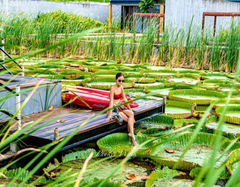 Phuket: Private & All-Inclusive Giant Water Lilies Tour - Key Points