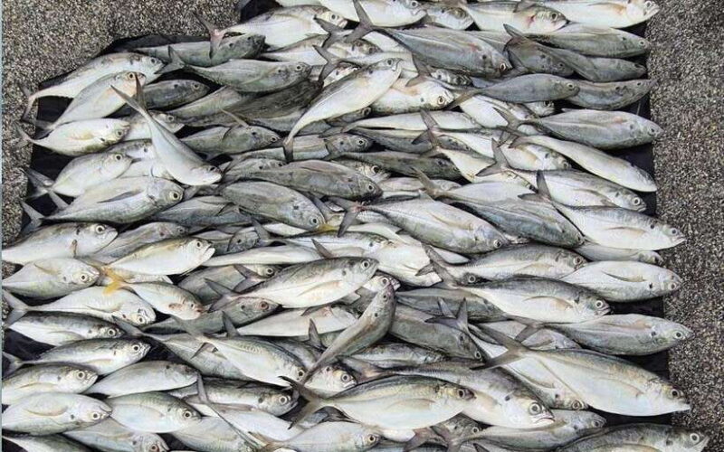 PHUKET: Private Fishing Tour by Speed boat Khai Islands - Key Points