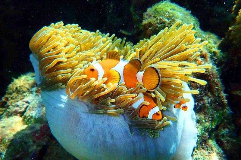 Phuket: Private Rok Island and Haa Island Speedboat Charter - Koh Rok: The Queen of Andaman