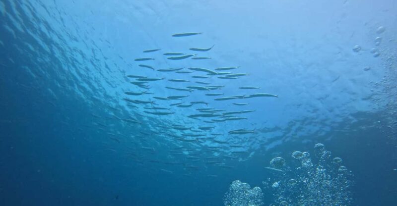 Phuket: Racha Islands 3 scuba dives boat trip PADI GoPro - Who Should Consider This Trip?