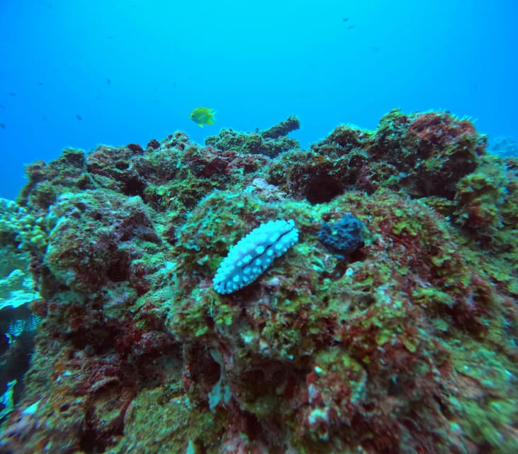 Phuket: Racha Islands 3 scuba dives boat trip PADI GoPro - Price and Value