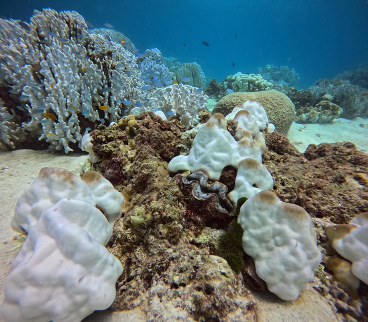 Phuket: Racha Islands 3 scuba dives boat trip PADI GoPro - Final Thoughts: Is It Worth It?