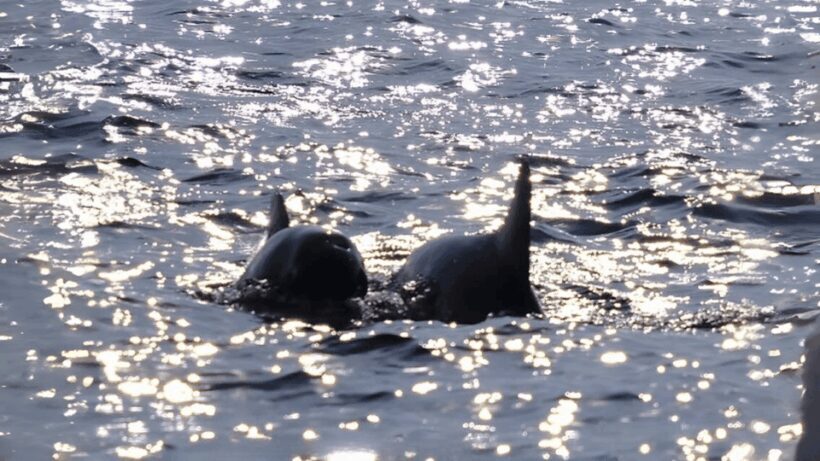 Phuket: Raya Island, Maithon Island, & Dolphin Spotting Tour - Who Would Enjoy This Tour?