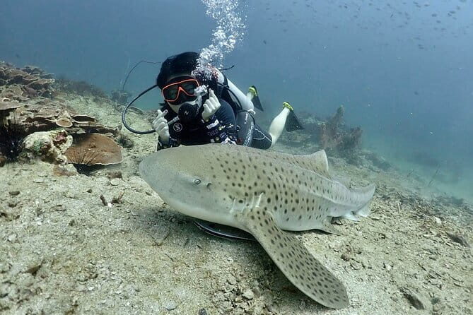 Phuket Scuba Diving Adventure for All Levels with Transfer - Overview of the Phuket Scuba Diving Experience