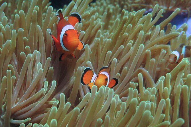 Phuket Scuba Diving and Snorkeling Offshore 2 Islands Full-Day by Speed Boat - Authentic Experiences and Real-World Feedback