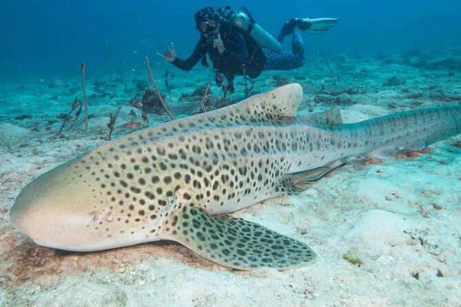 Phuket Scuba Diving and Snorkeling Offshore 2 Islands Full-Day by Speed Boat - FAQ: Practical Questions About the Tour