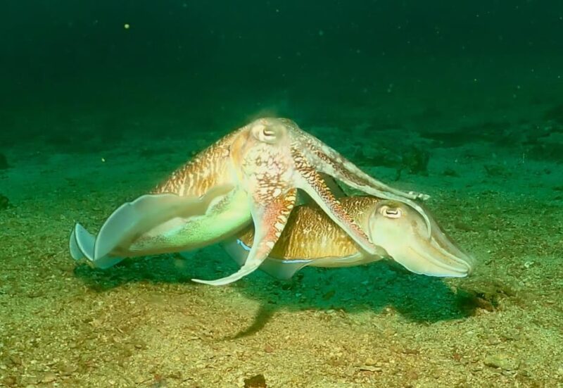 Phuket: SCUBA Diving Day Trip King Cruiser, Shark Point, KDM - A Detailed Breakdown of the Itinerary