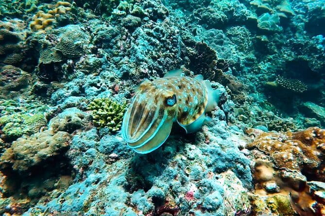 Phuket Scuba Diving Maiton Private Island Small Group or Snorkel - What Travelers Say