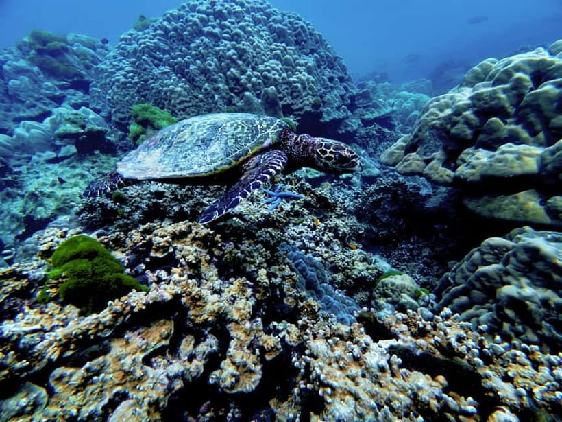 Phuket Scuba Diving Racha Islands 1-3 Dives For All Levels - Dive Sites and Destinations