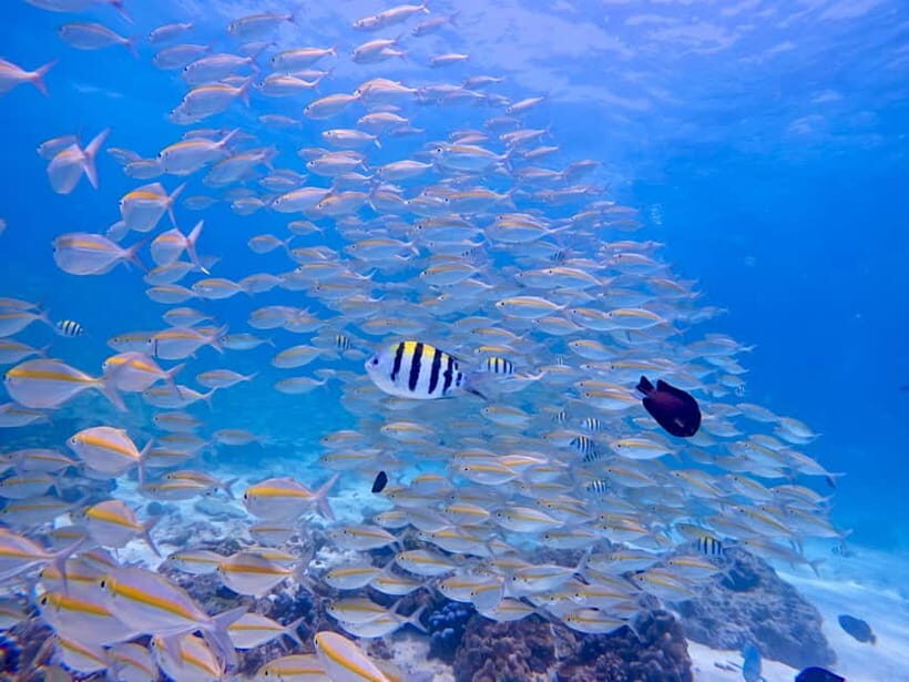 Phuket Scuba Diving Racha Islands 1-3 Dives For All Levels - Authentic Reviews and Insights