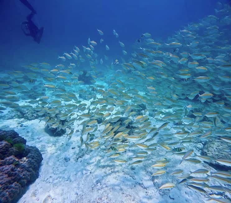 Phuket Scuba Diving Racha Islands 1-3 Dives For All Levels - The Sum Up: A Solid Choice for Marine Enthusiasts
