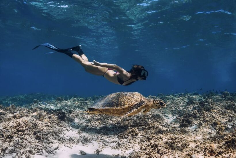 Phuket: Similan Day Trip by Speedboat - Key Points