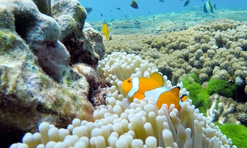 Phuket: Similan Island Full-Day Trip by Speedboat with Meals - The Sum Up: Who Is This Tour Best For?